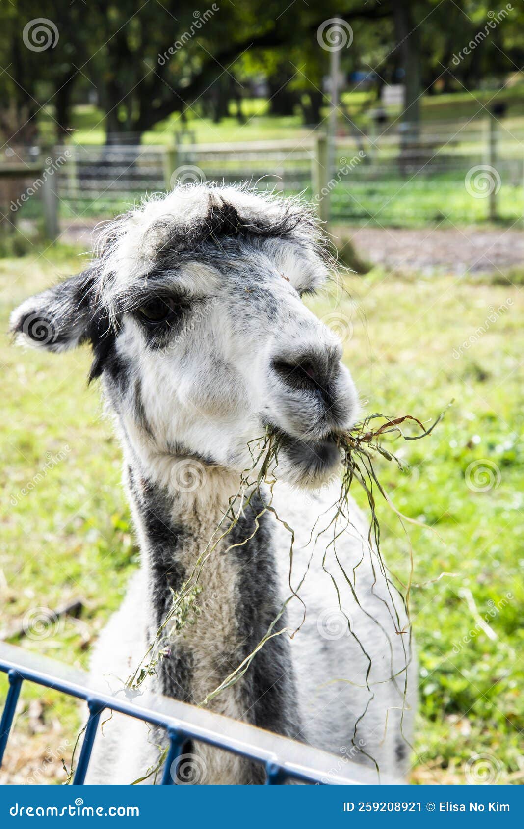 Alpaca in a field stock image. Image of black, straw - 259208921