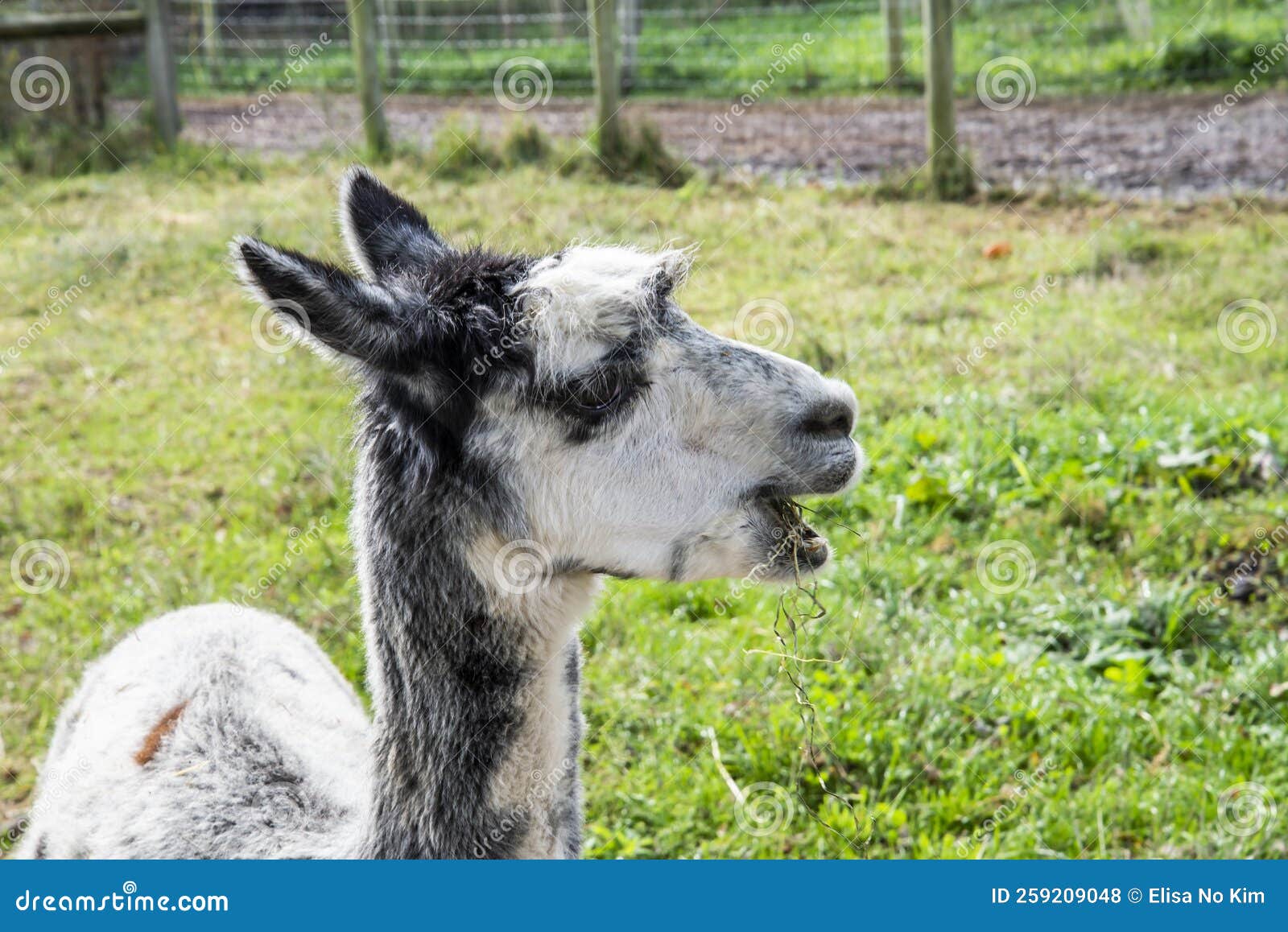 Alpaca in a field stock photo. Image of ears, wild, alpaca - 259209048