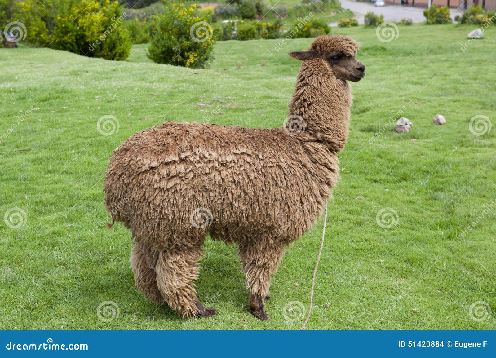 View of an alpaca stock photo. Image of herbivore, head - 51420884