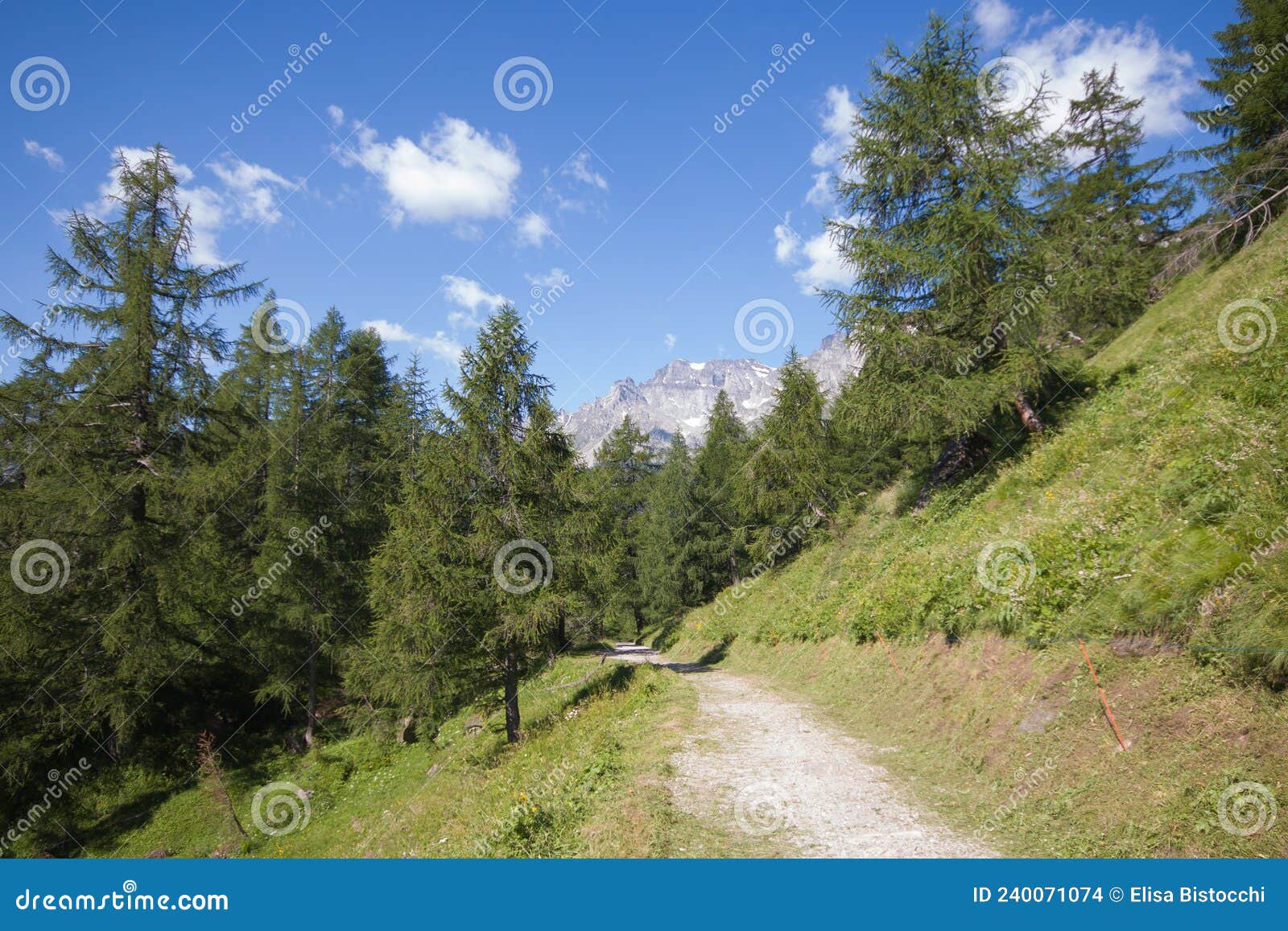 View of Alpine Pathway in the Forest during Summer Day of Sun in ...