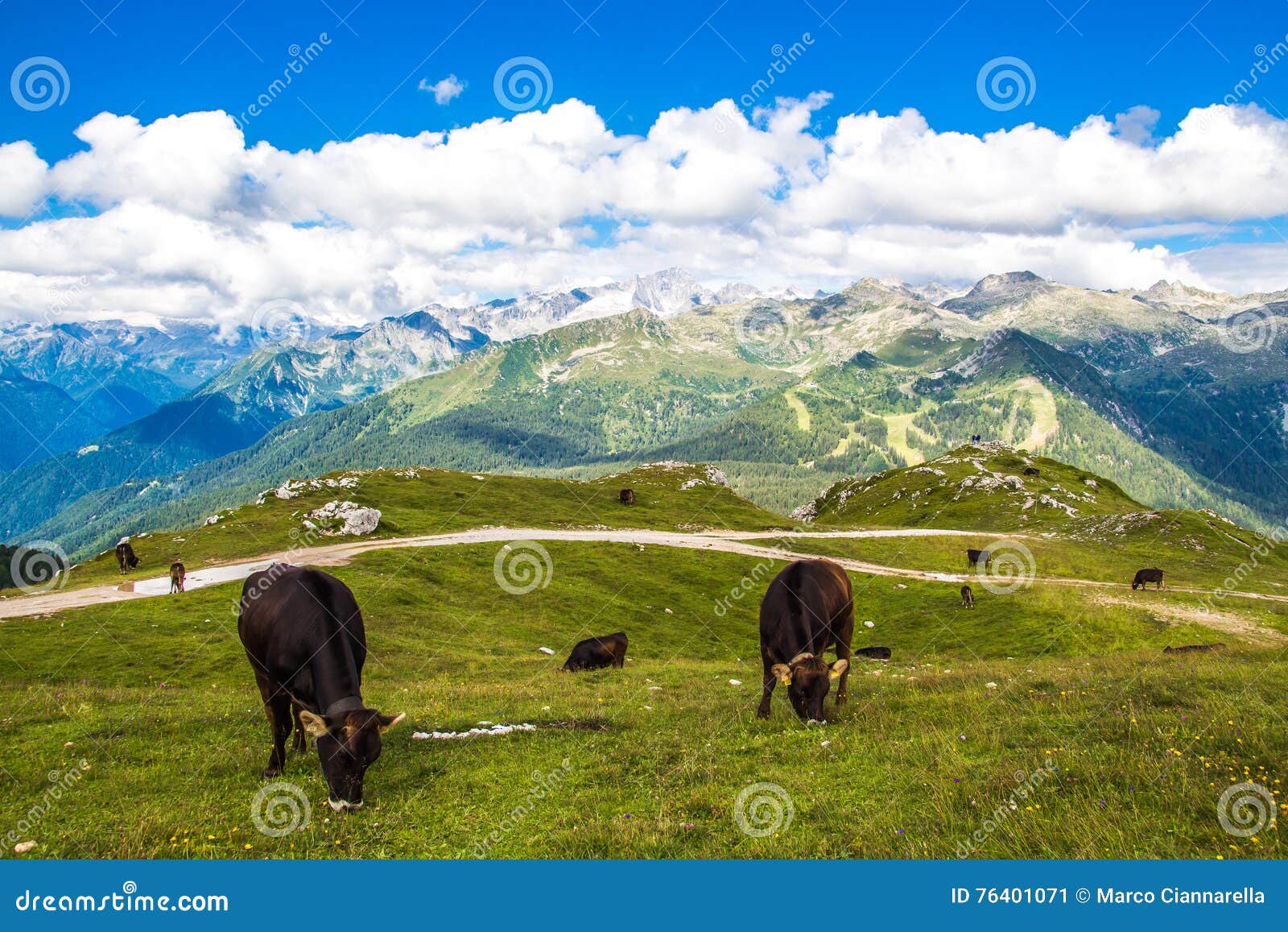 View of the Alps with a Herd of Cattle Stock Image - Image of breeding ...