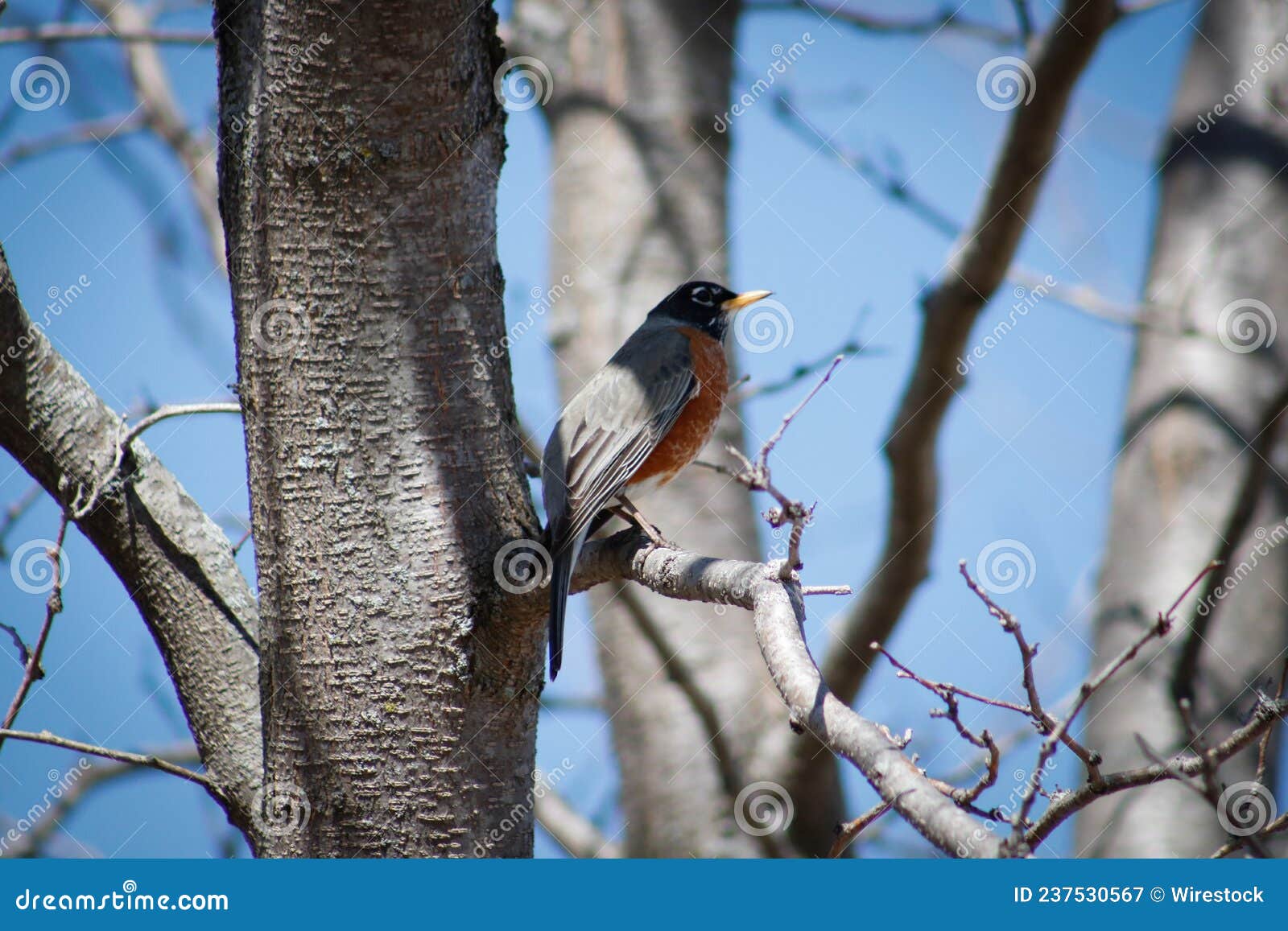 View of the American Robin Perched on the Branch Stock Image - Image of ...
