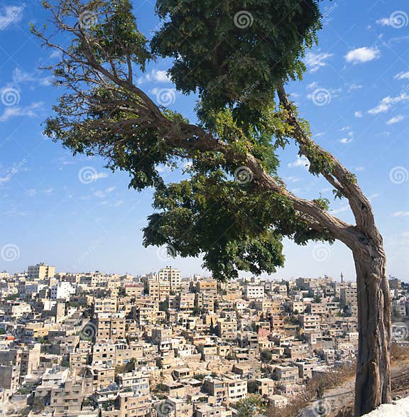 View at Amman stock photo. Image of sunny, tree, jordan - 12095424