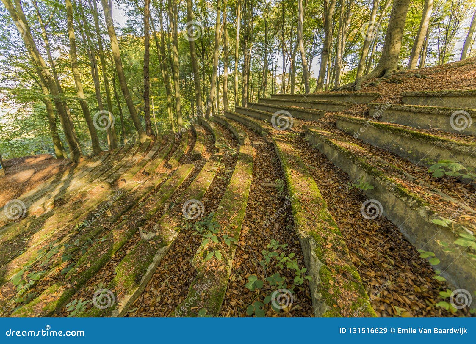 View of an Ancient Amphitheater in the Middle of the Forest Stock Image ...