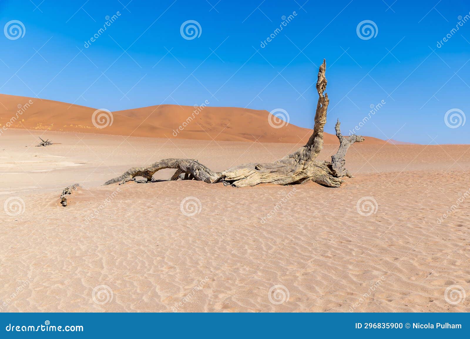A View of an Ancient Dead Tree on the Floor of the Dead Valley in ...