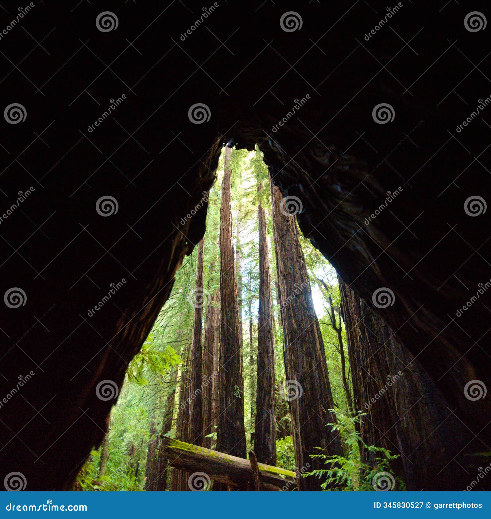 The View of a Ancient Redwood Forest from the Inside of Large Redwood ...
