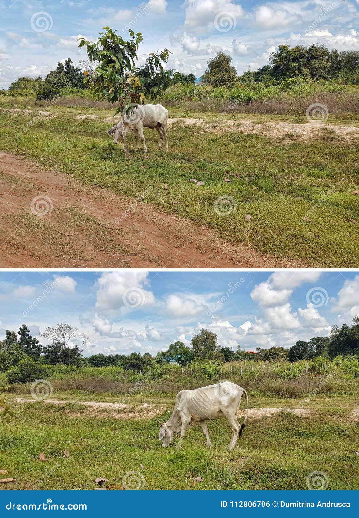 Animal on the field stock photo. Image of domestic, grass - 112806706