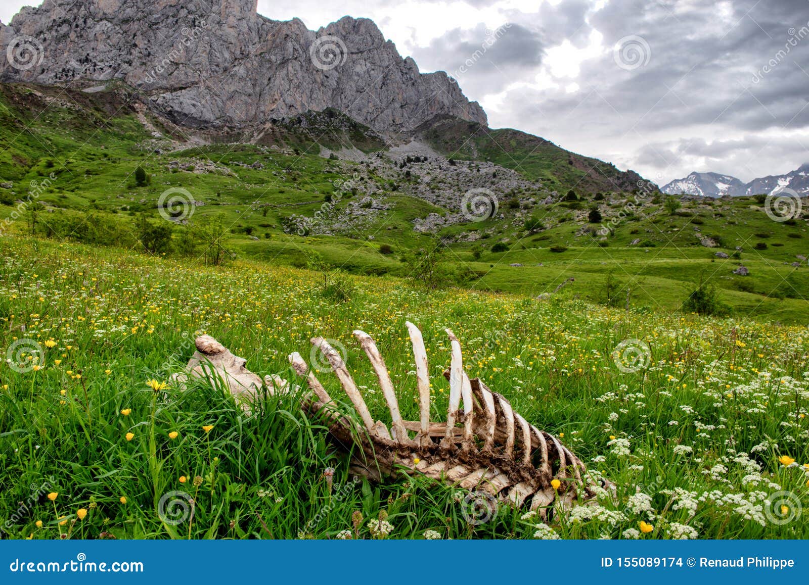 Animal Skeleton in the Grass Stock Photo - Image of carnivore, wildlife ...
