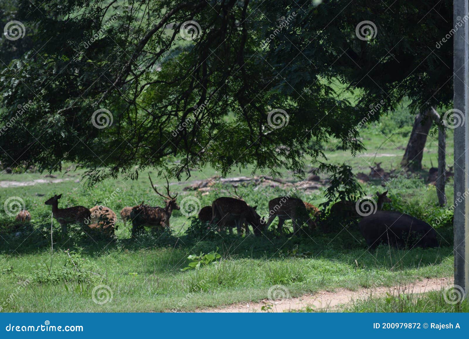 View of Animals on a Meadow in a Forest Stock Photo - Image of mammal ...