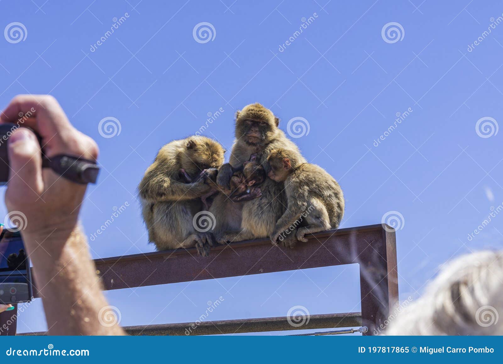 The Legendary Monkeys of Gibraltar Stock Image - Image of blue, common ...