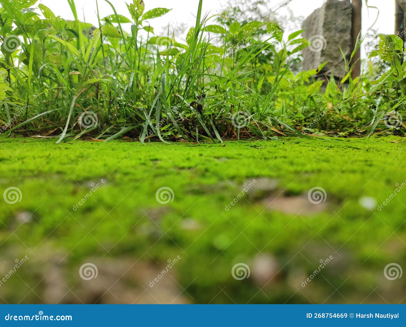 Green Leaves Wallpaper Depicting Afforestation. Stock Image - Image of ...