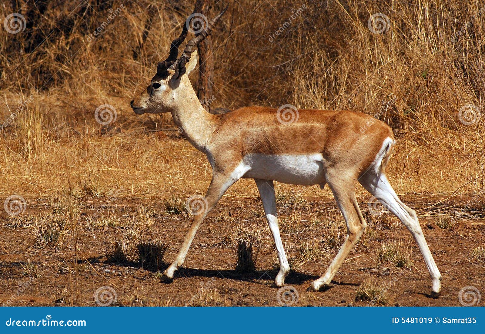 View of an antelope. stock image. Image of nature, forest - 5481019
