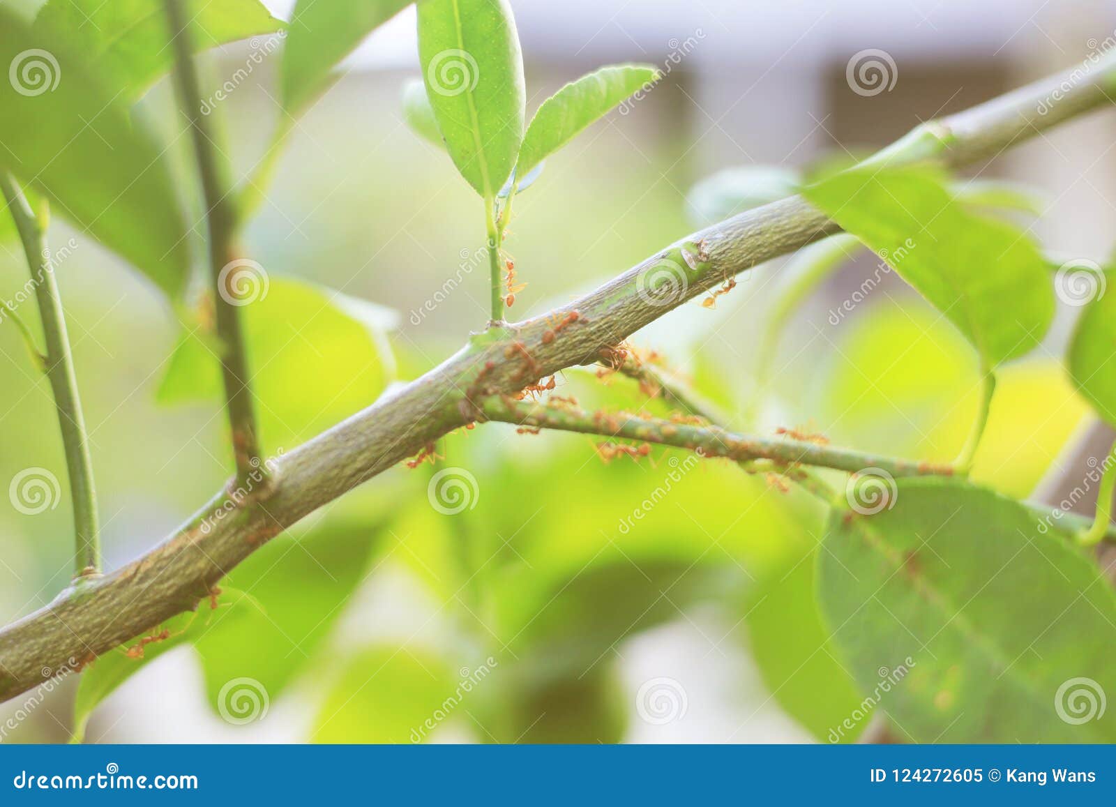View of ants on a tree stock image. Image of season - 124272605