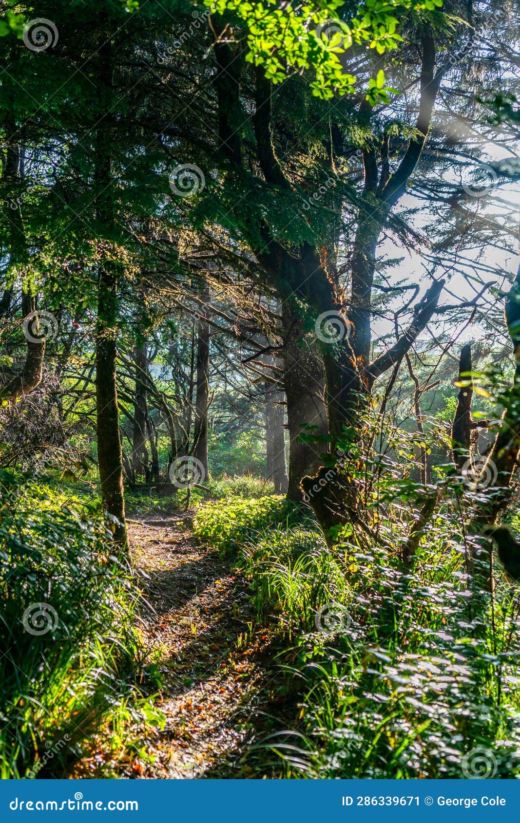 Path after Rain 2 stock image. Image of outdoors, view - 286339671