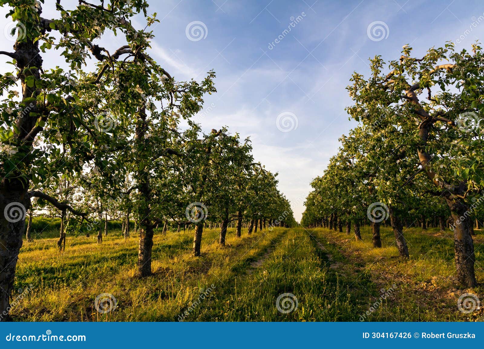 Apple orchard stock photo. Image of fruit, cultivation - 304167426