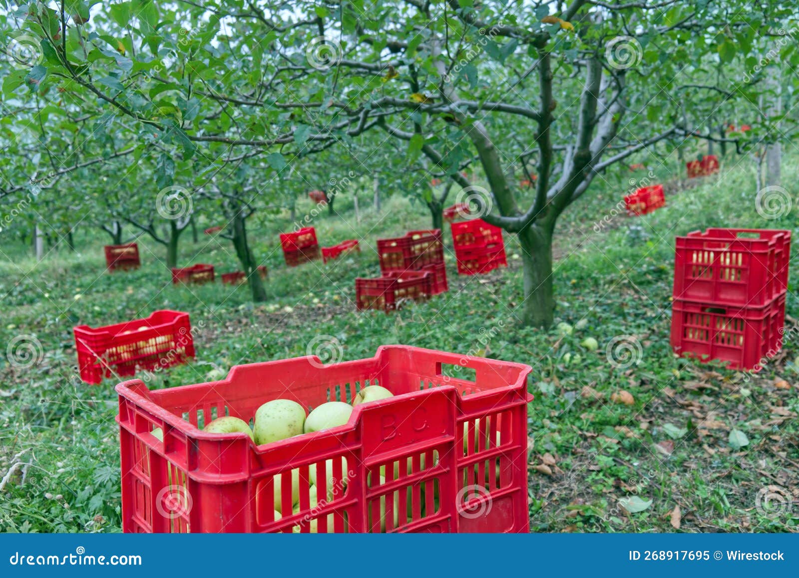 View of Apples Harvest in Field Stock Image - Image of spring, dense ...