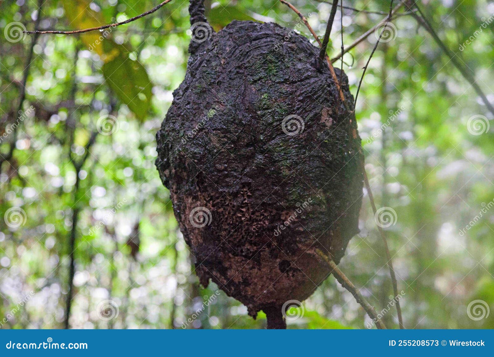 View of an Arboreal Termite Nest Hanging from a Tree Stock Image ...