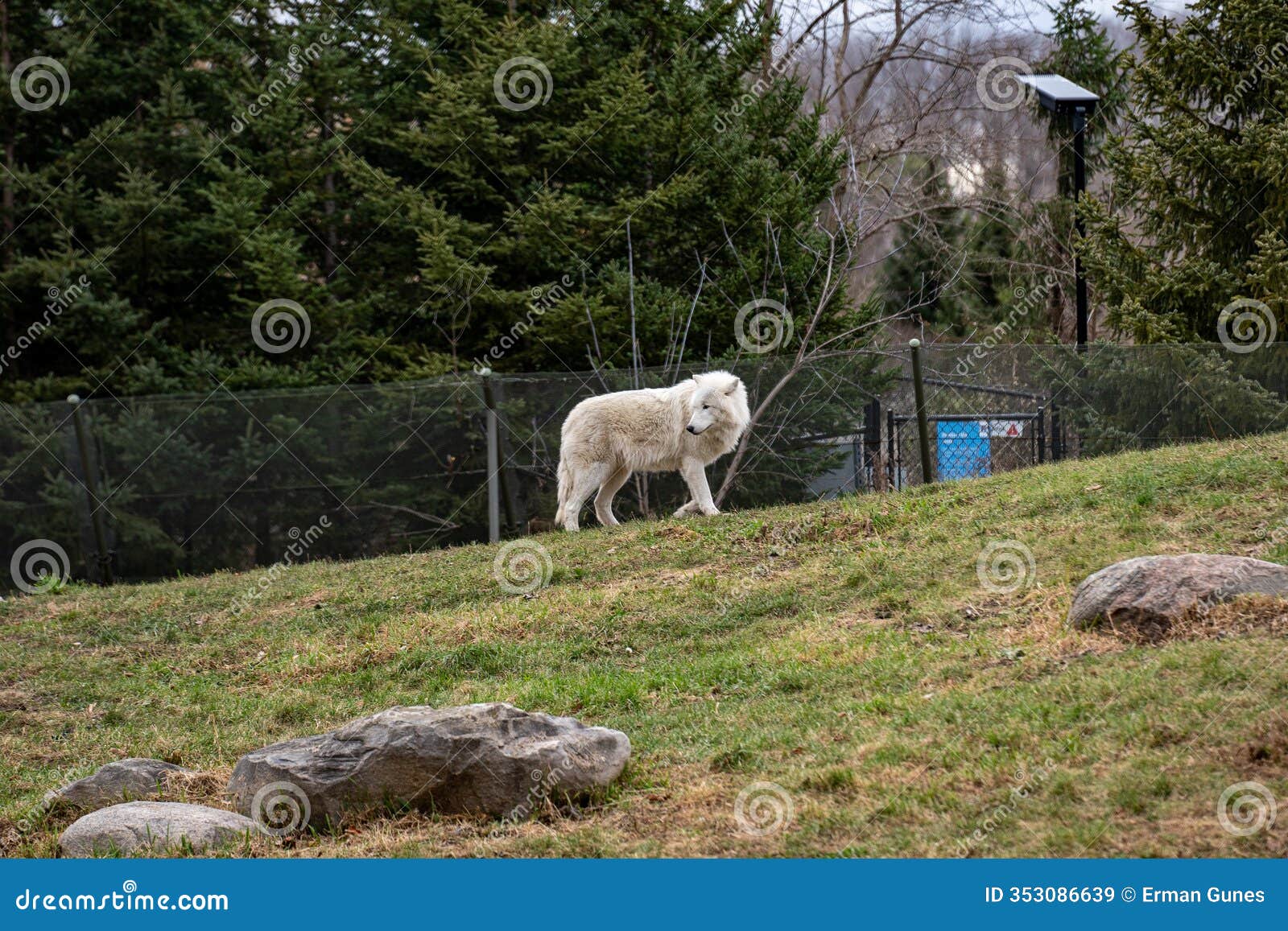 View of Arctic Wolf at the Toronto Zoo Stock Image - Image of nature ...