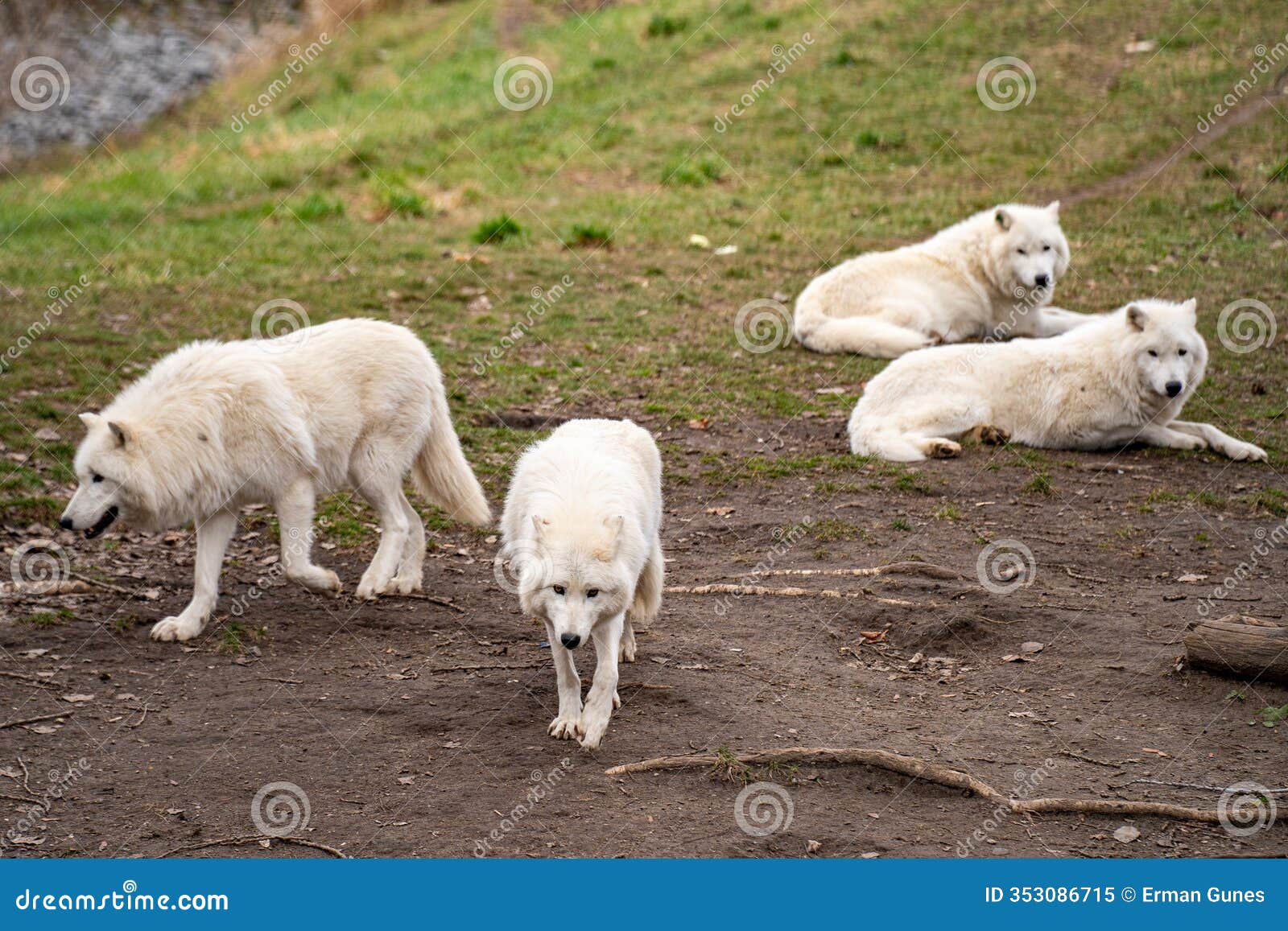 View of Arctic Wolf at the Toronto Zoo Stock Image - Image of ontario ...