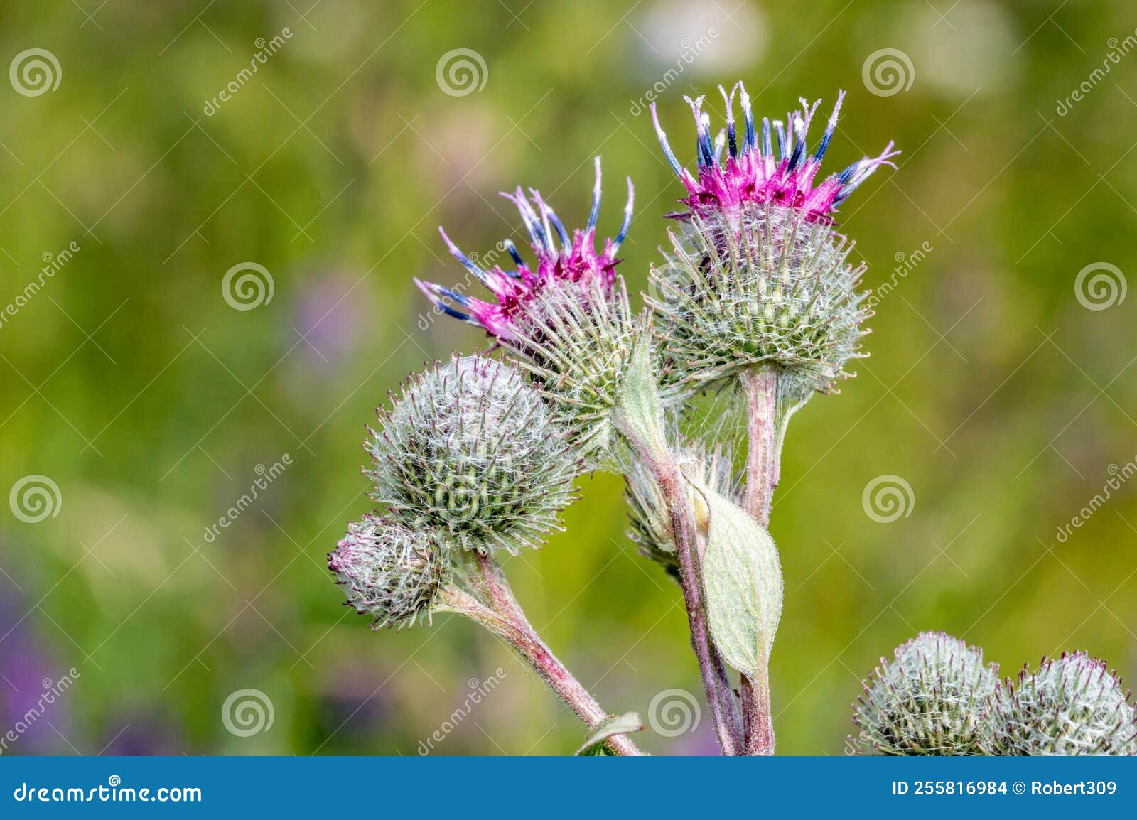 View on Arctium Plant in Summer Time Stock Photo - Image of bloom, herb ...