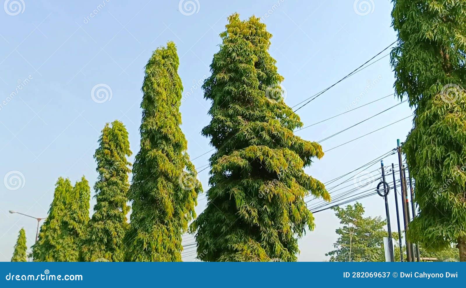 View Ashoka Tree Plant, Taken from a Far Angle Stock Video - Video of ...