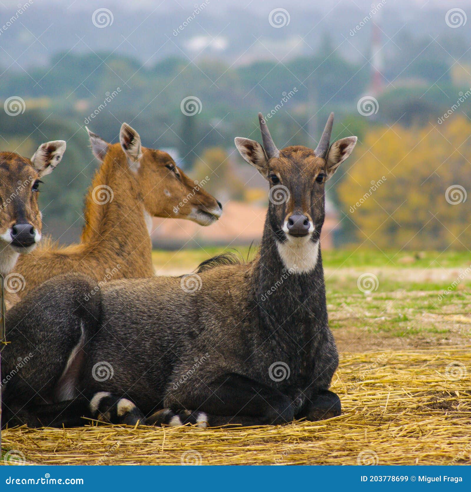 Asian Antelope Standing in the Grass Stock Image - Image of south ...