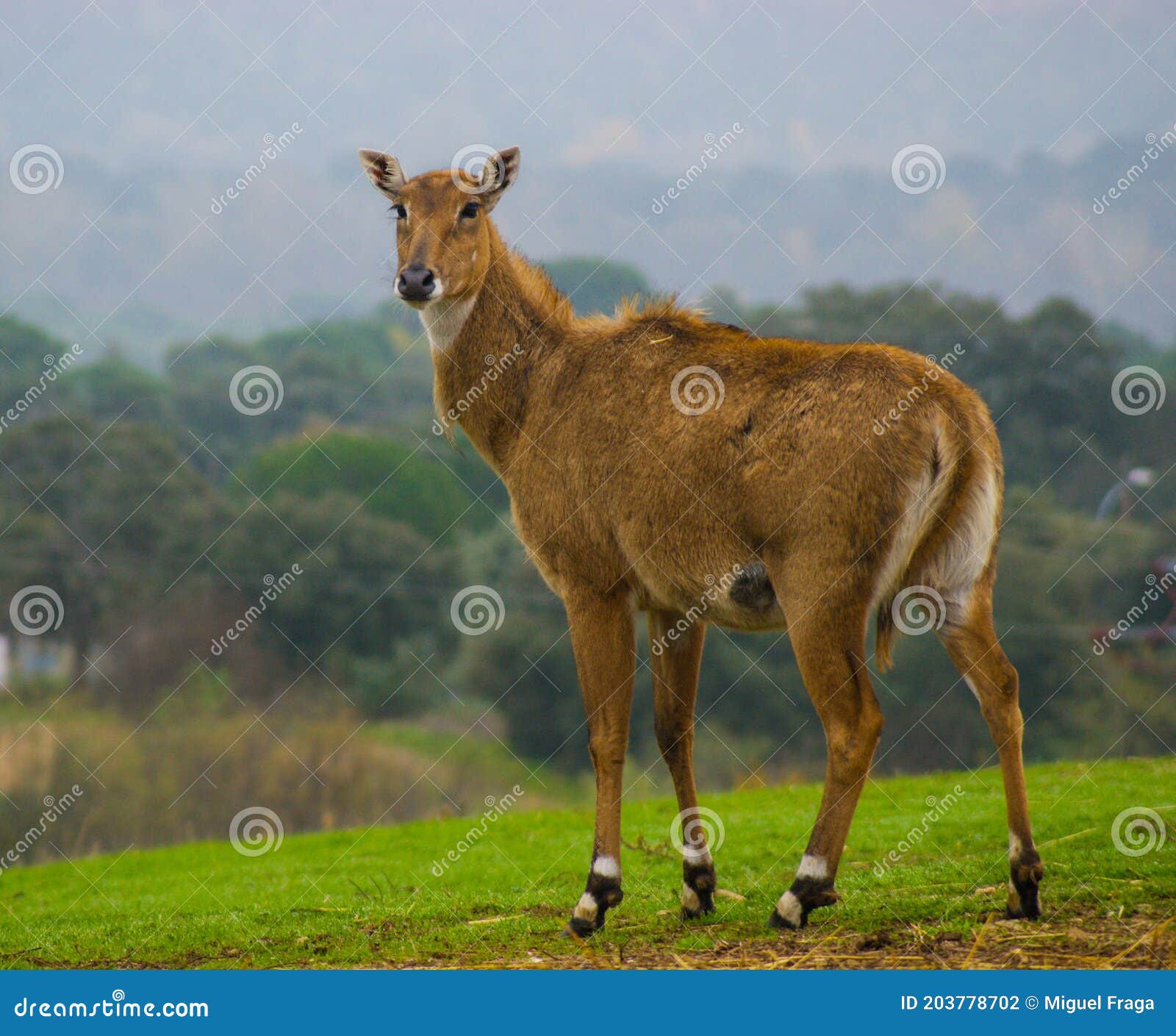 Asian Antelope Standing in the Grass Stock Photo - Image of animal ...