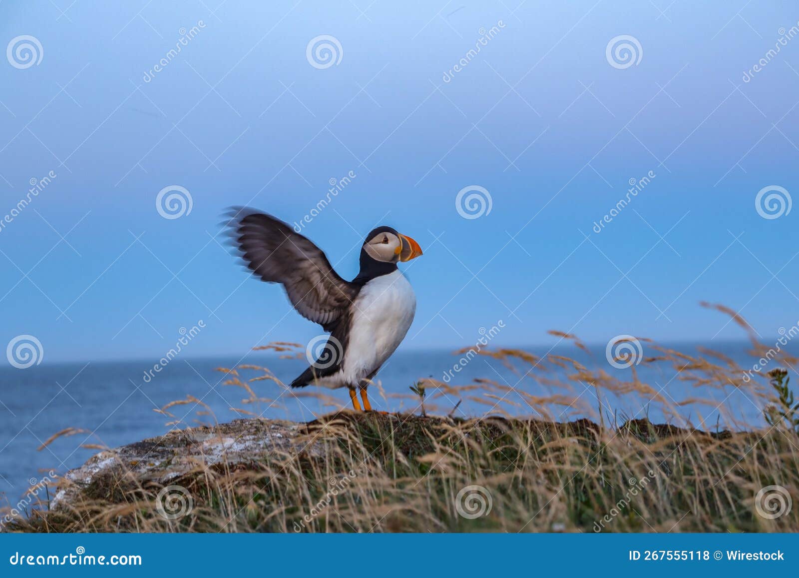 View of the Atlantic Puffin Birds on the Sea Coast Stock Photo - Image ...
