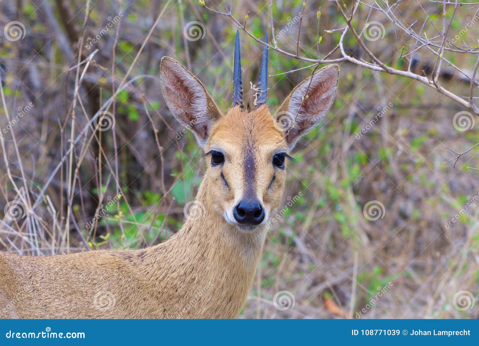 Duiker Ram stock image. Image of attentive, african - 108771039