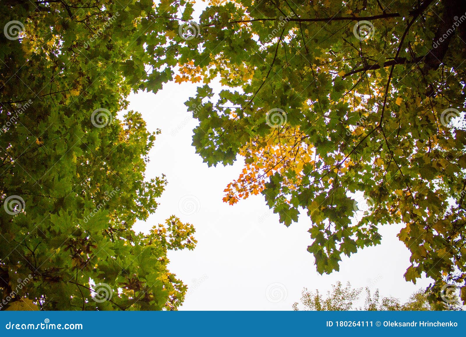 View of Autumn Trees from Below Stock Image - Image of bright, branches ...