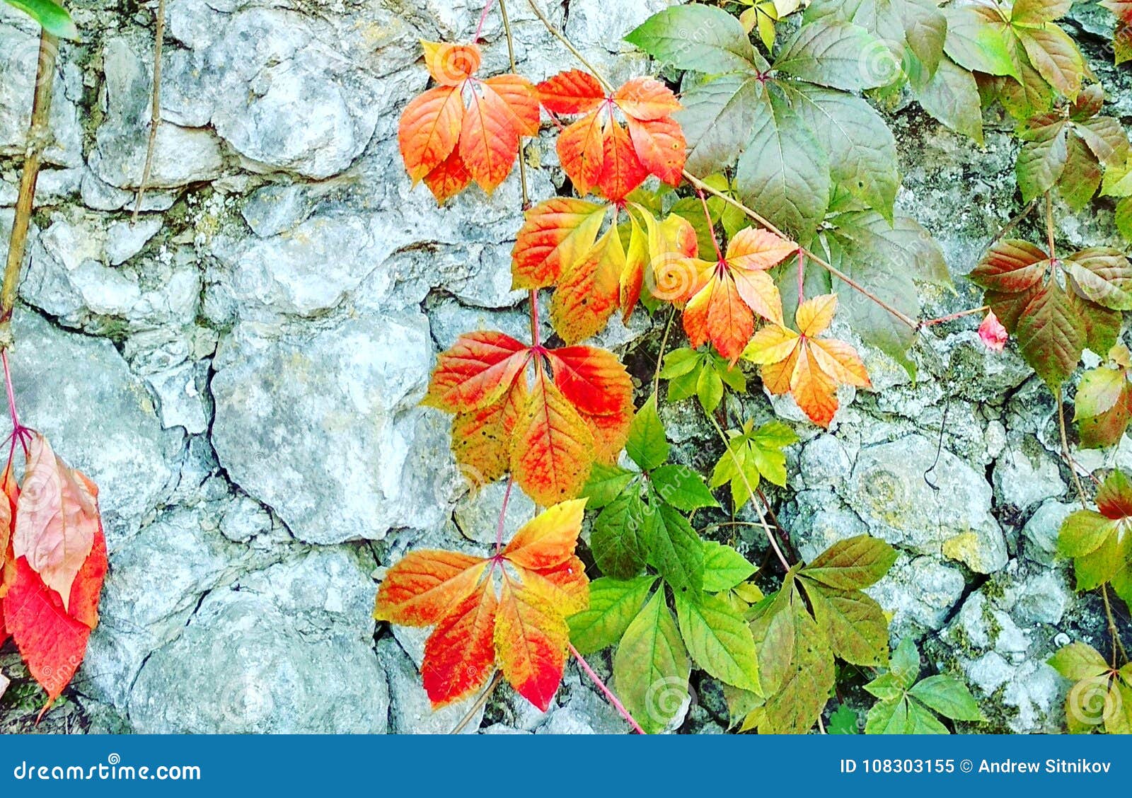 Grapevine on Ancient Rocks, Background Stock Image - Image of yellow ...
