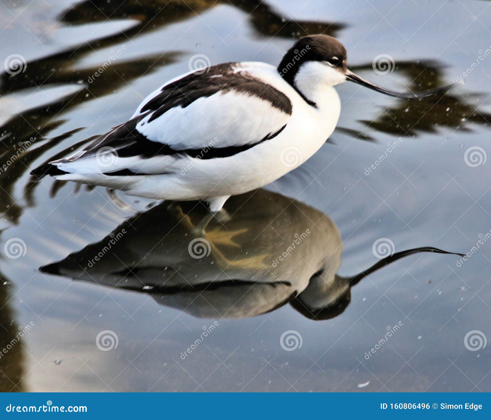 A view of an Avocet stock photo. Image of beak, avocet - 160806496