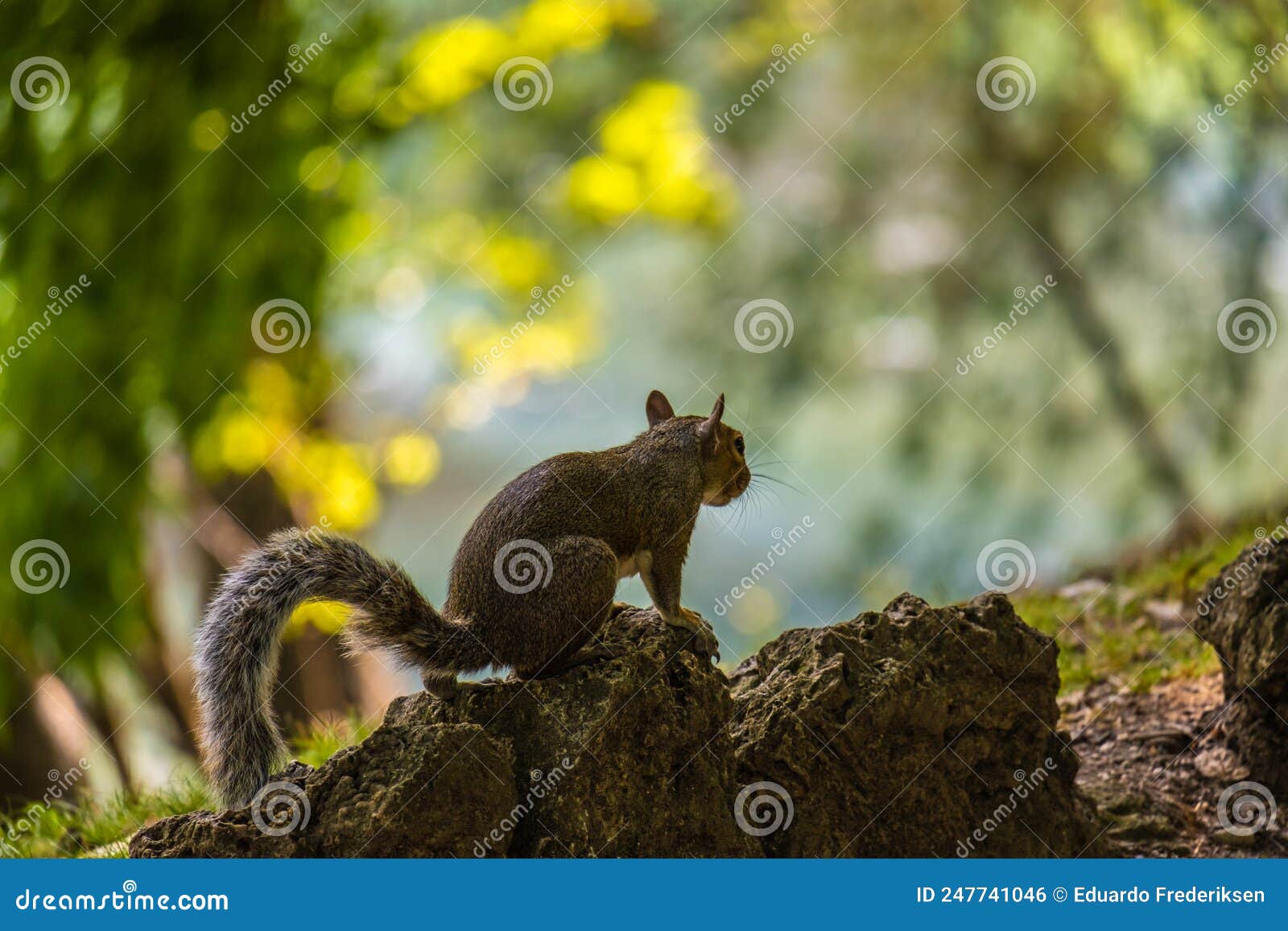 View from the Back of a Cute Squirrel in Turin Park, Italy Stock Photo ...