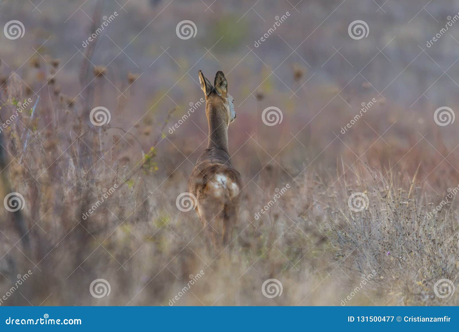 Back of female deer stock image. Image of wildlife, female - 131500477