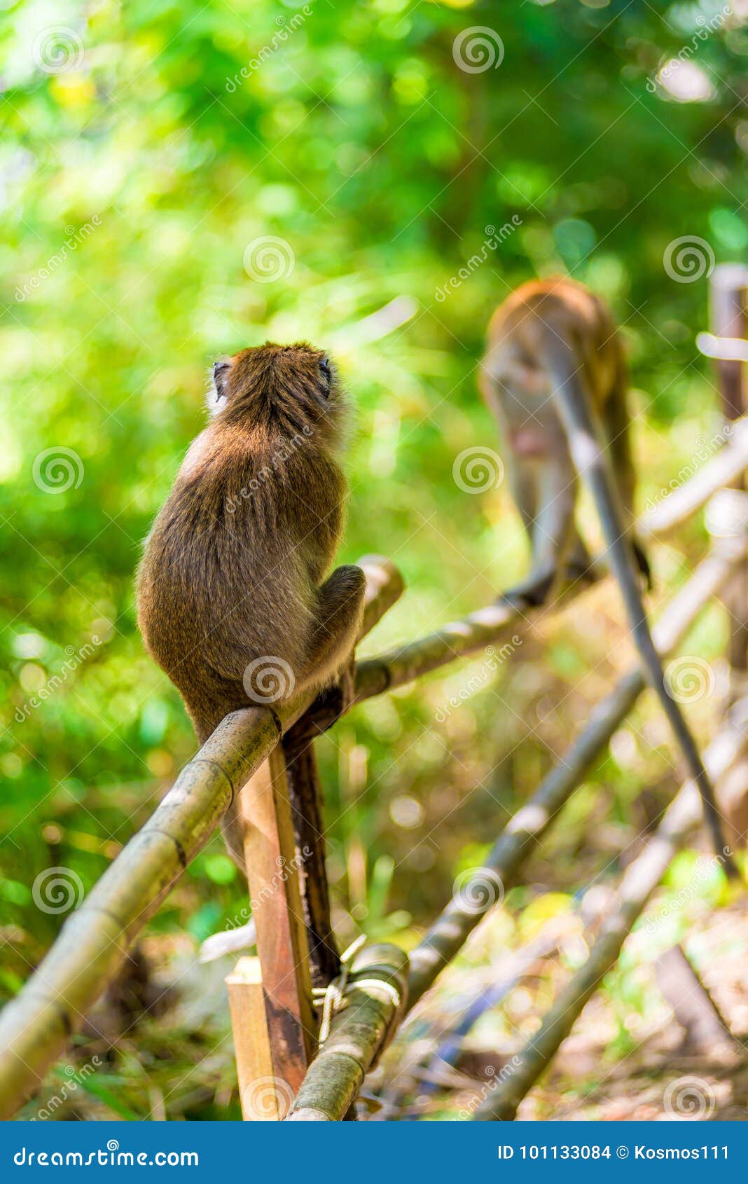 View from the Back - Monkeys on the Fence Stock Photo - Image of ...