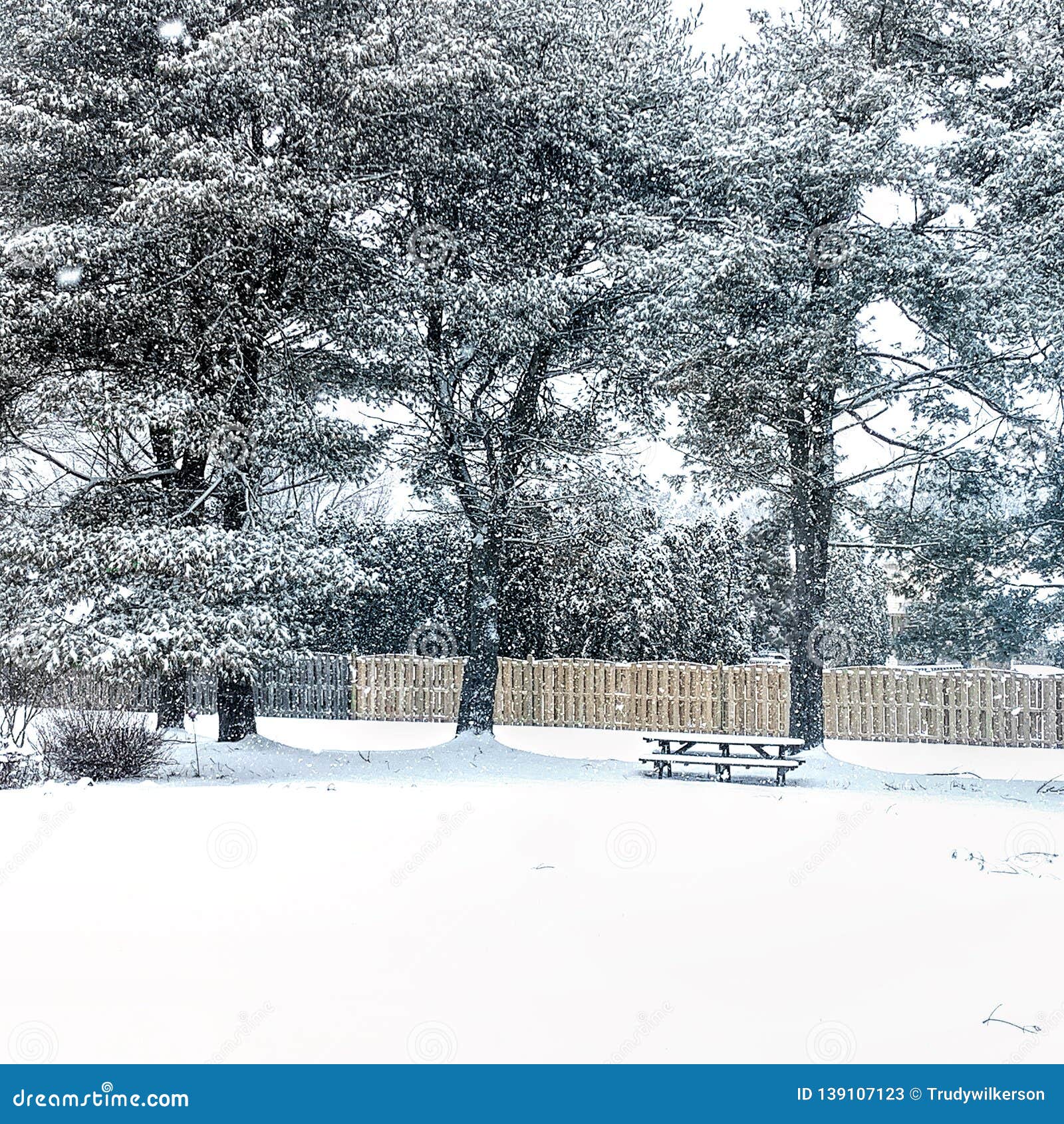 Winter Snow Storm in Progress. View of Large Pine Trees and Backyard ...