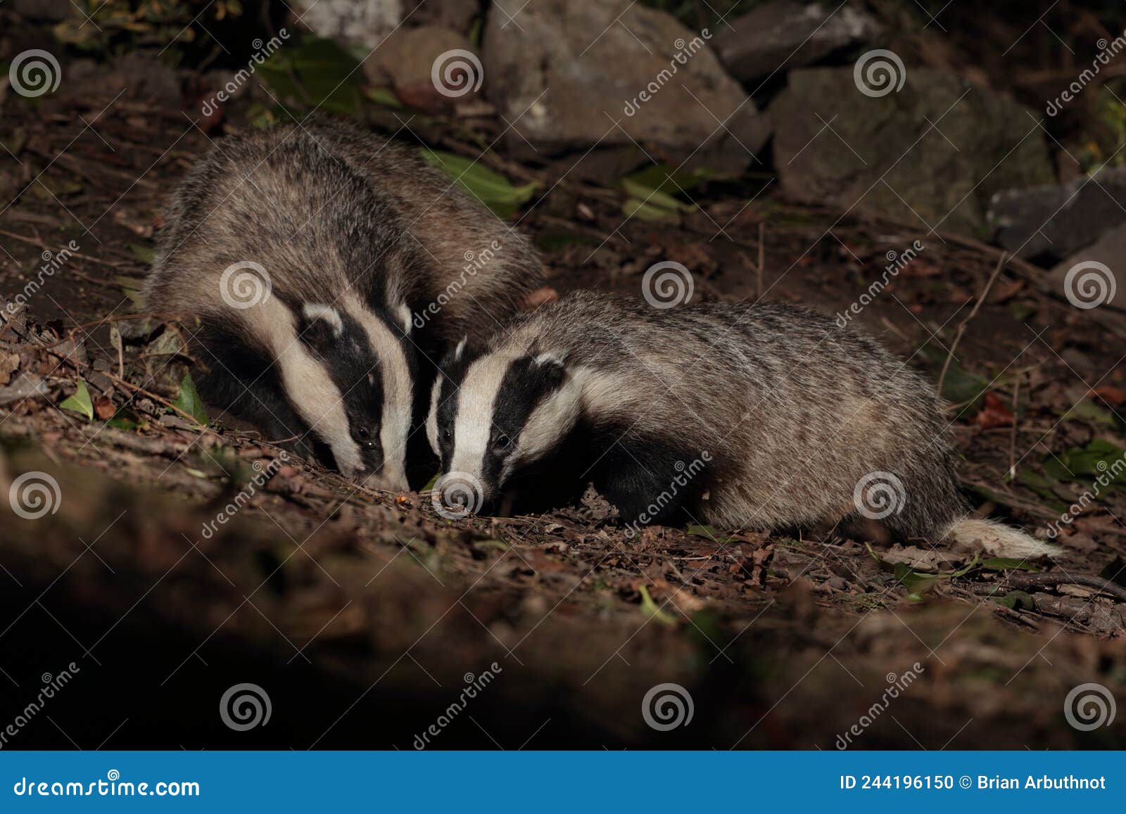 Badgers at night. stock photo. Image of profile, night - 244196150