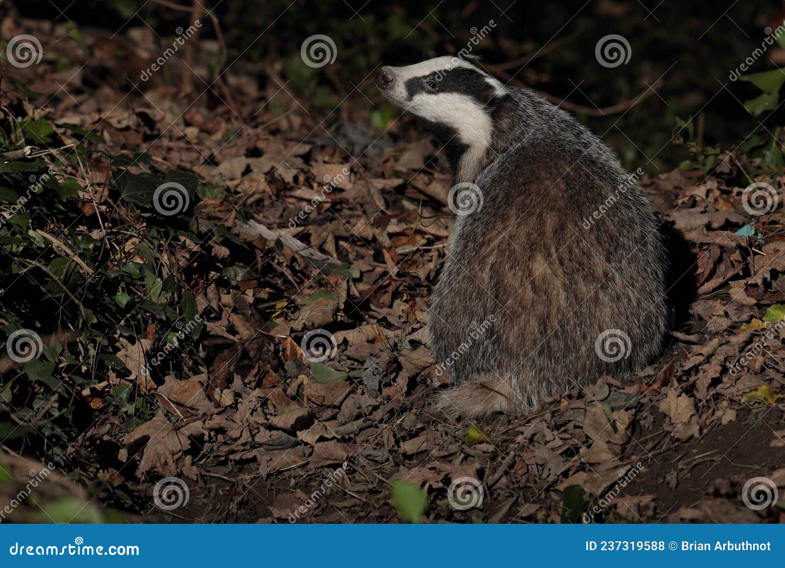 Badger at night. stock photo. Image of nature, animal - 237319588