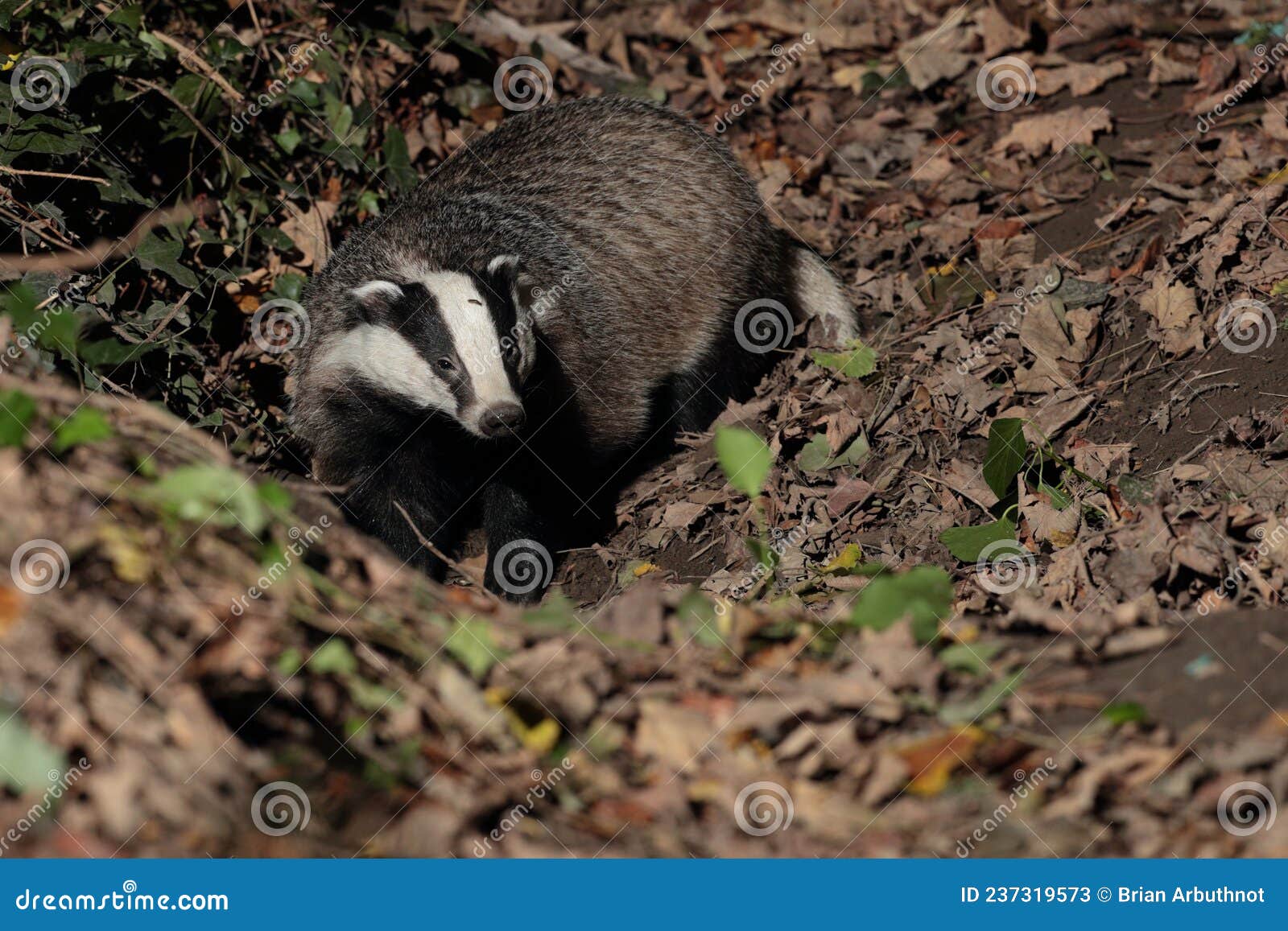 Badger at night. stock image. Image of background, profile - 237319573