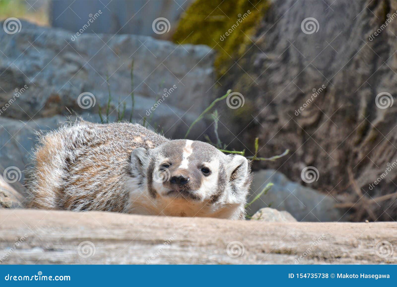A View of Badger Playing on the Ground. Stock Photo - Image of outdoor ...