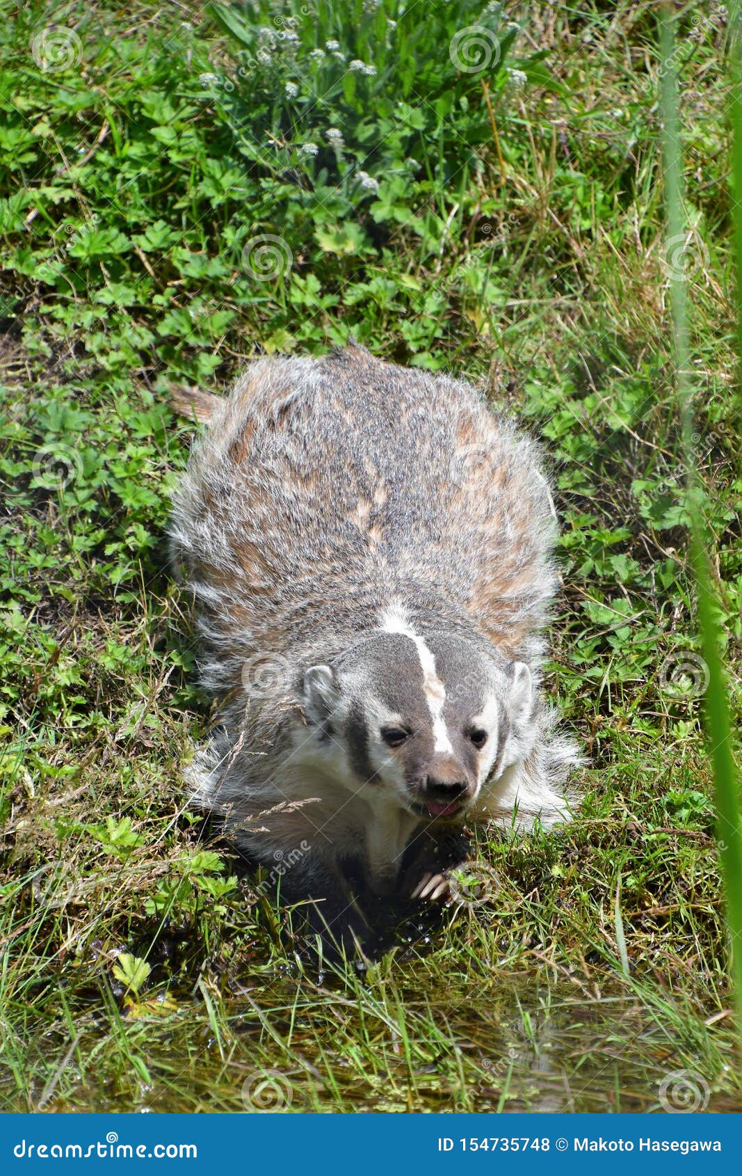 A View of Badger Playing on the Ground. Stock Photo - Image of outdoor ...