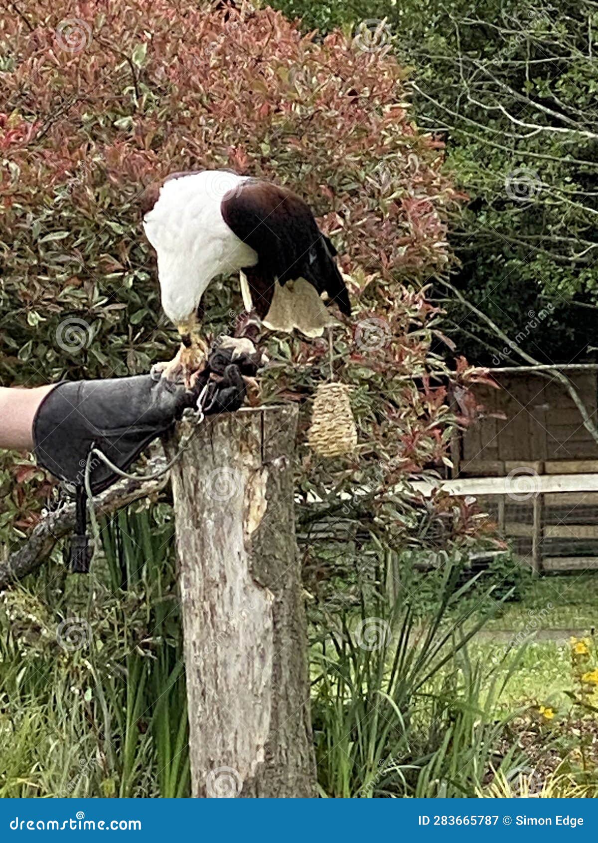 A view of a Bald Eagle stock image. Image of outdoor - 283665787