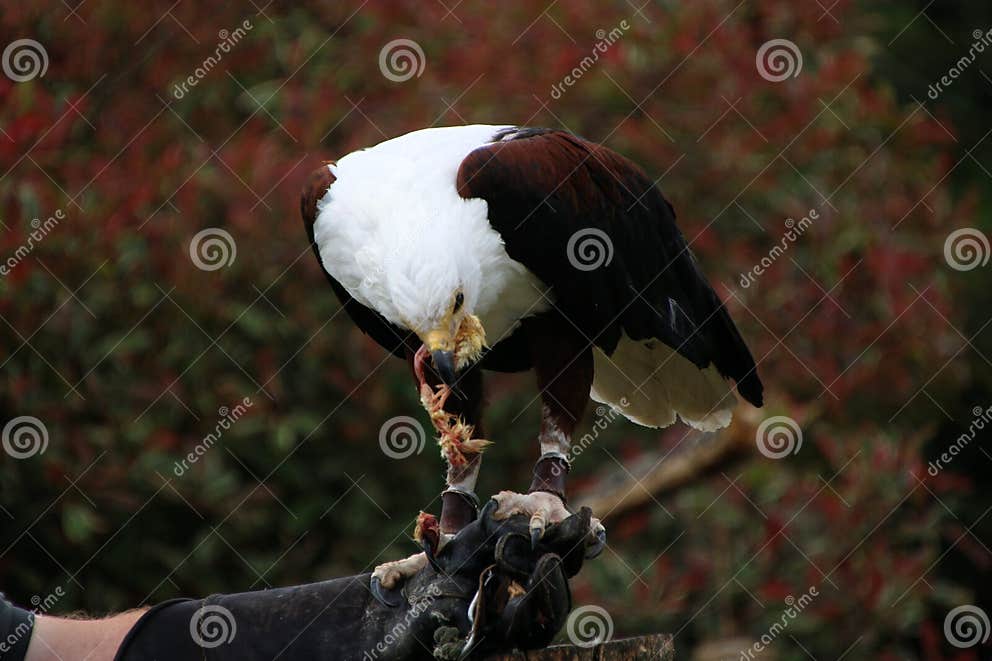 A view of a Bald Eagle stock image. Image of nature - 283665815