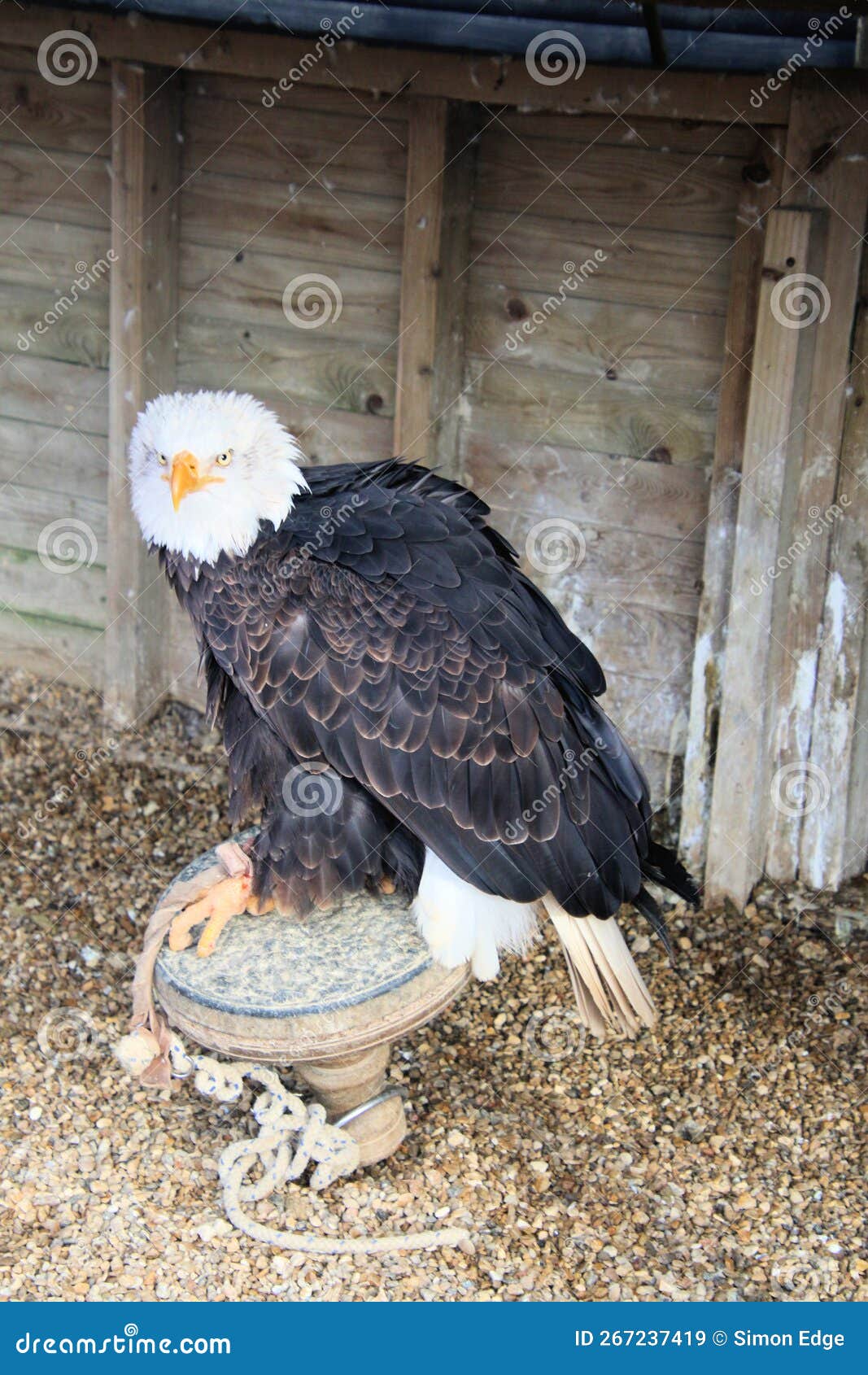 A view of a Bald Eagle stock image. Image of cold, bird - 267237419