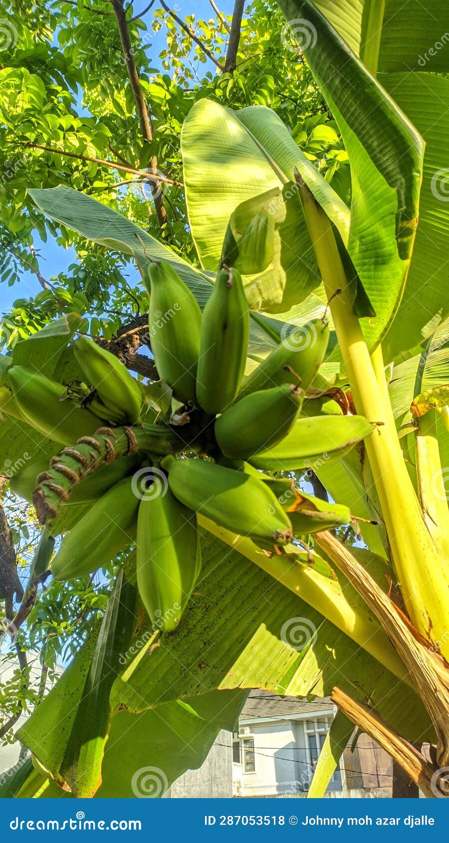 View of Banana Fruits Tree in the Morning Stock Photo - Image of ...