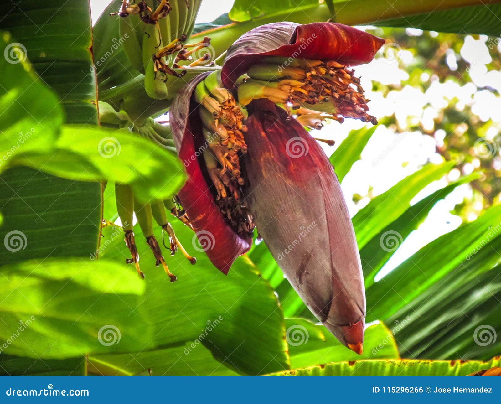 Colors of India stock photo. Image of closeup, wallpaper - 115296266