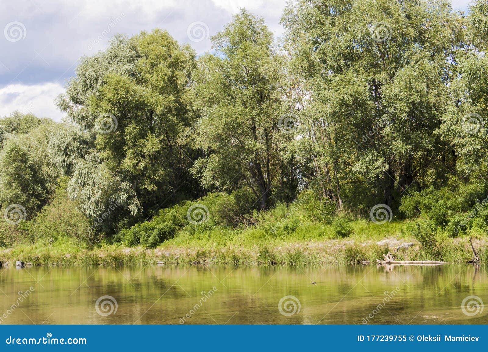 View of the Bank of the River Covered with Grass Shrubs and Trees Stock ...