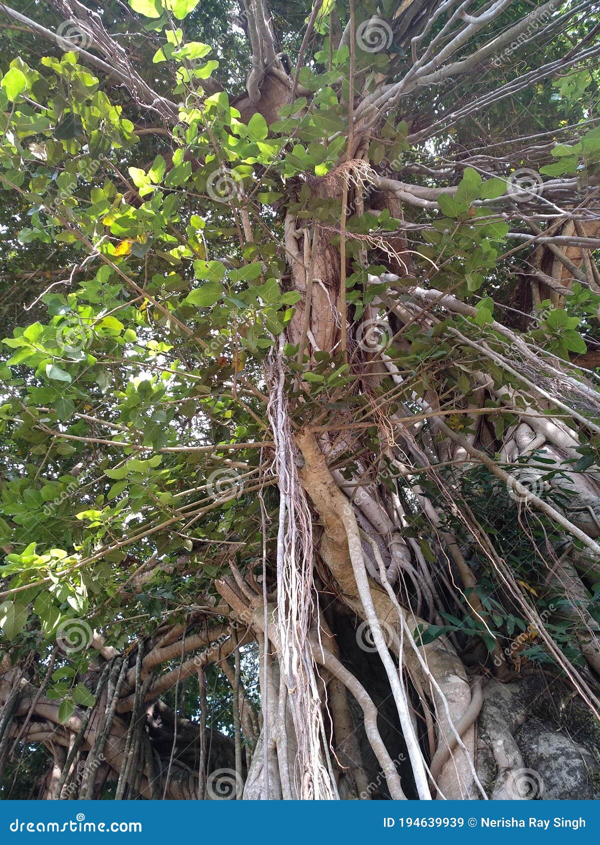 View of Banyan trees stock image. Image of brown, vines - 194639939