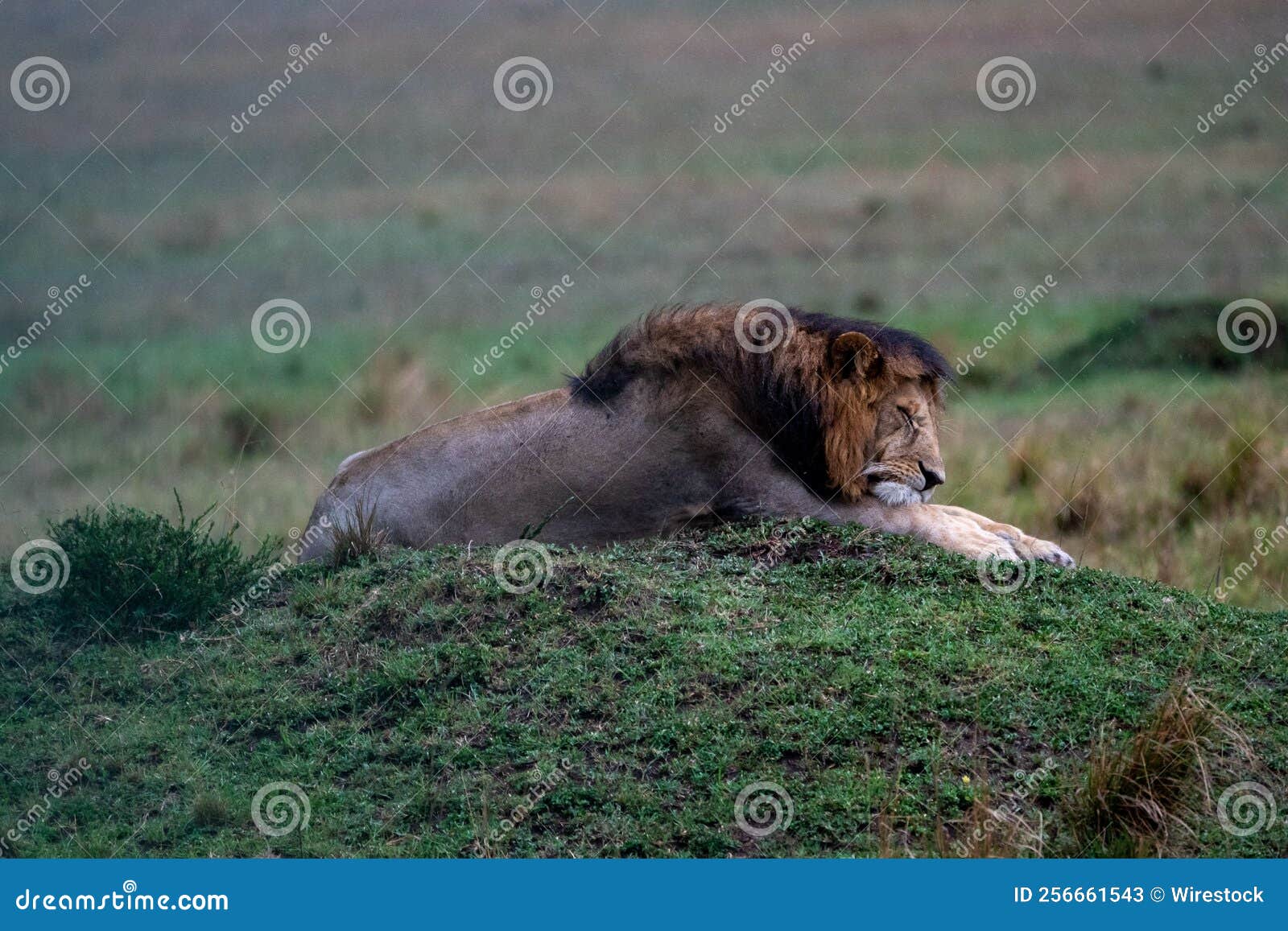 View of Barbary Lion Eating while Laying on the Grass Stock Image ...