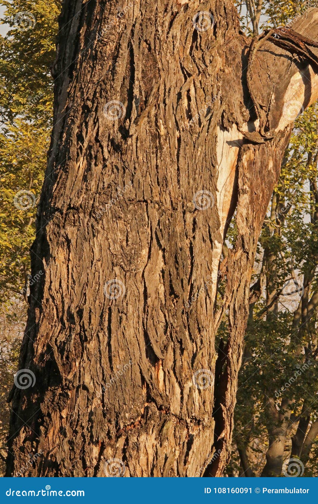 TREE TRUNK with BARK PEELING OFF Stock Image - Image of bleached ...